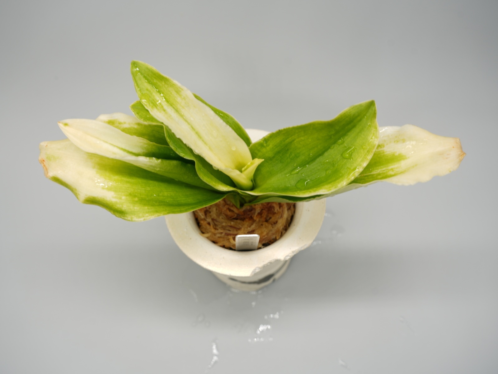 【YouTube紹介】福の光 ＋ N/OH / Glay / 2 - 春光園 【公式ホームページ】